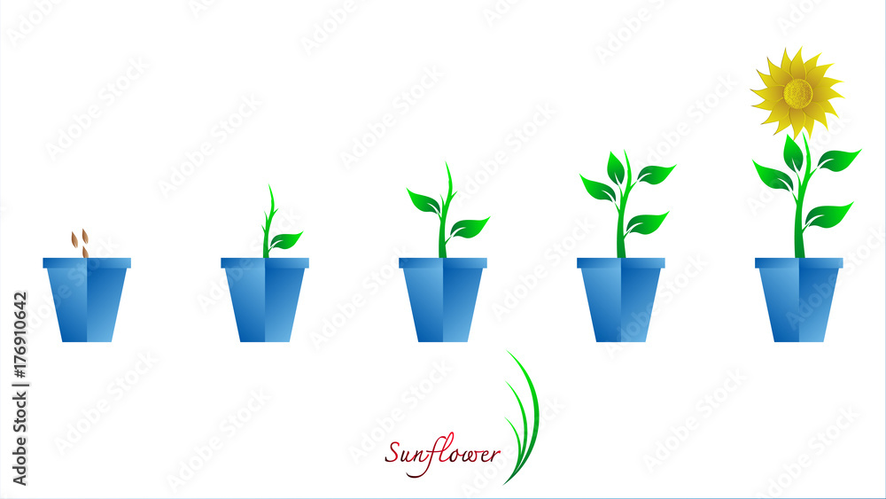 Sunflower growing step, Sunflower isolated in blue sky vase, Green ...
