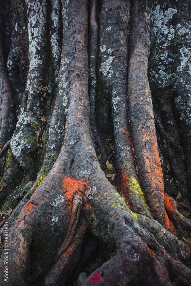 old tree in Pashupatinath temple ,in Kathmandu,Nepal Stock Photo ...