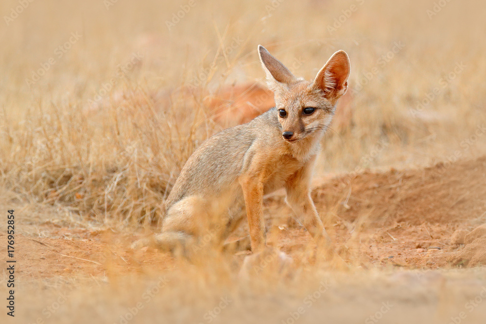 Indian Fox, Vulpes bengalensis, Ranthambore National Park, India. Wild ...