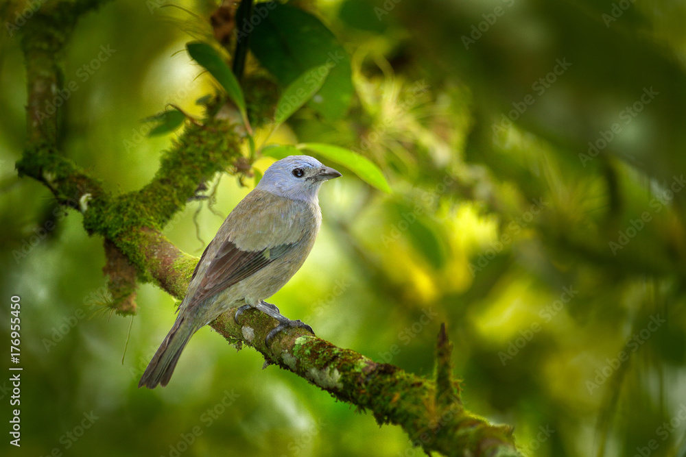 Palm Tanager, Thraupis palmarum, bird in the green forest habitat ...