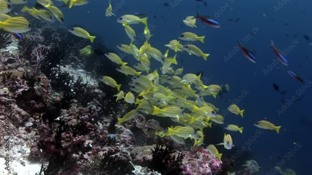 School of Lucian fish striped snappers underwater amazing seabed in ...