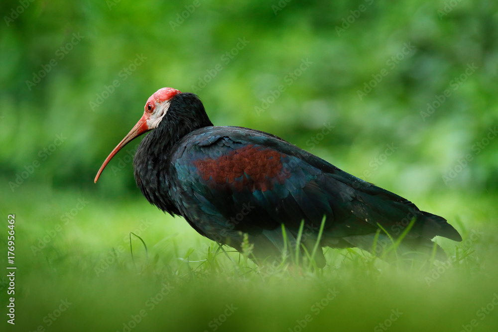 Southern bald ibis, Geronticus calvus, exotic bird in the nature ...