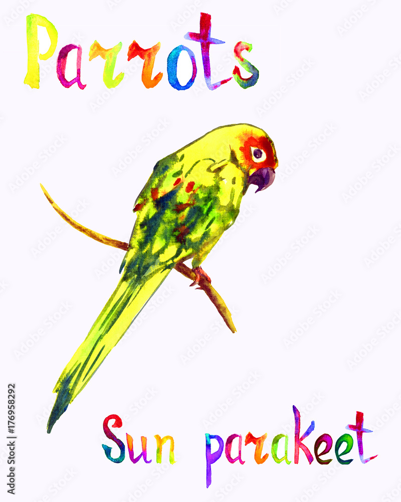 Sun parakeet or sun conure (Aratinga solstitialis) parrot, isolated ...