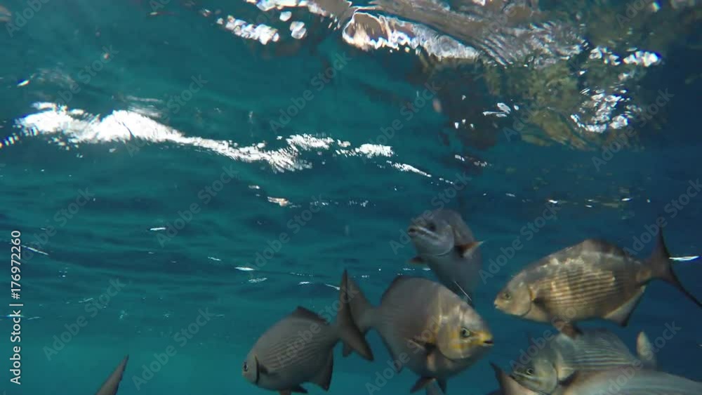 Fish swimming underneath a oil and gas wellhead platform. Driving under ...