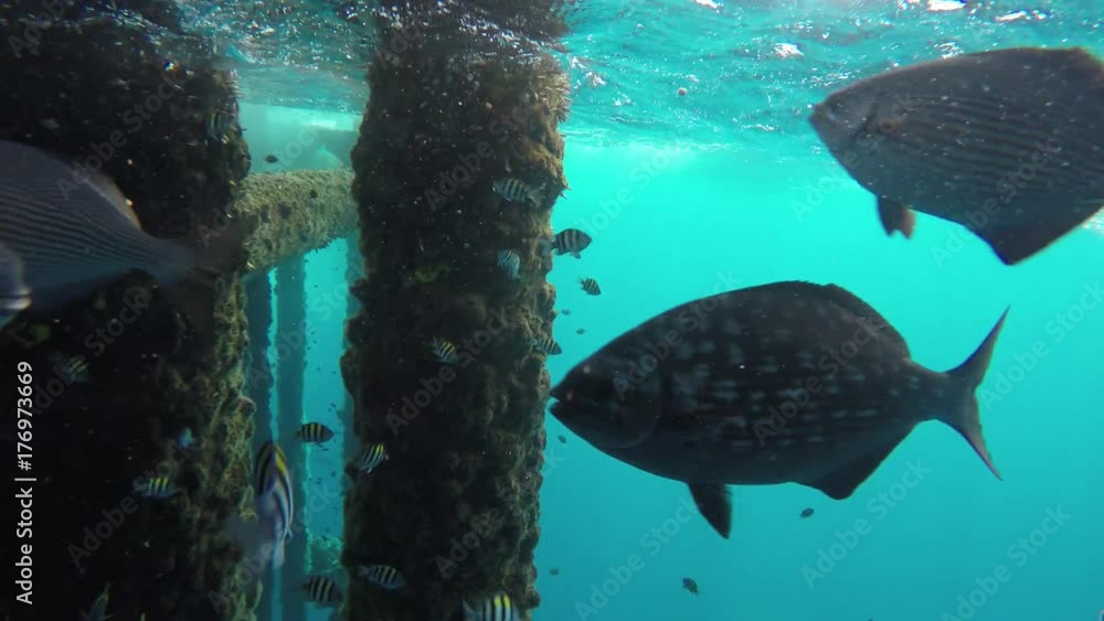 Fish swimming underneath a oil and gas wellhead platform. Driving under ...