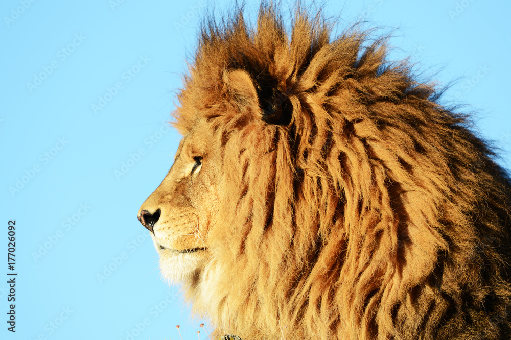 Lion Side View