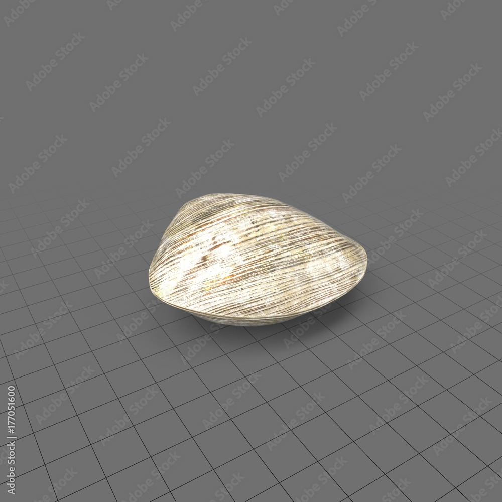 Clam 2 Stock 3D asset | Adobe Stock