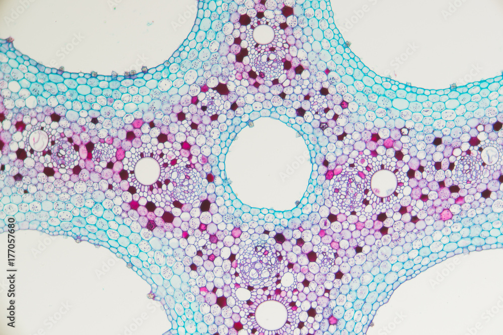 lotus stem spongy tissue Stock Photo | Adobe Stock