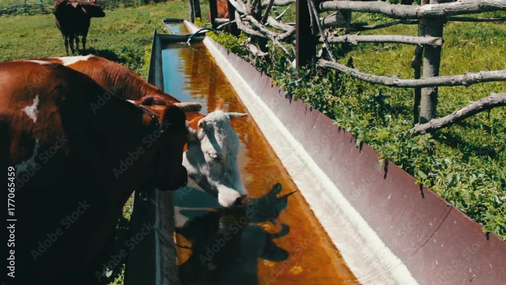 Cows on grazing.Various large and small cows drink water from huge iron ...