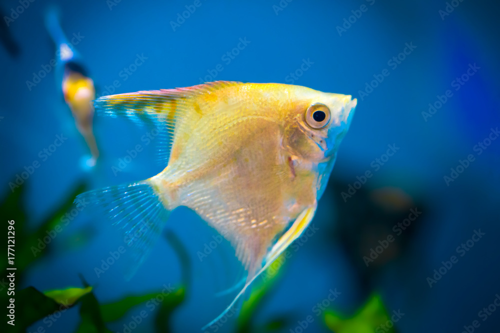 white angelfish swimming upwards, sideview Stock Photo | Adobe Stock