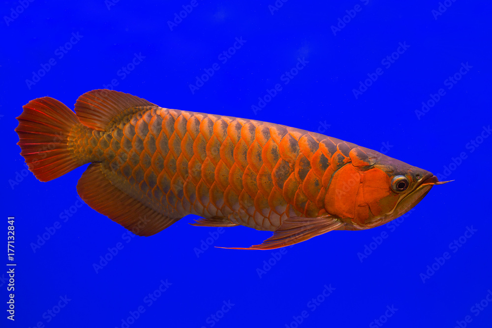 Red Arowana the Asian dragon fish Stock Photo | Adobe Stock