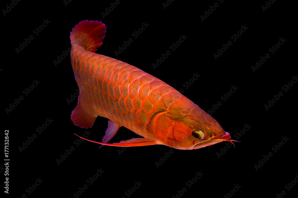 Red Arowana the Asian dragon fish Stock Photo | Adobe Stock