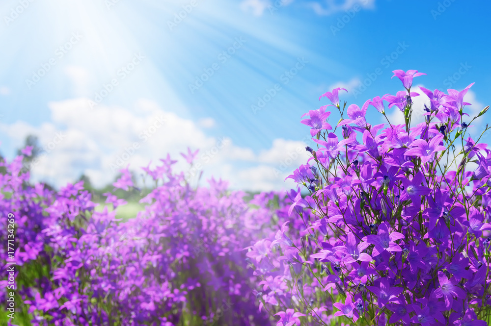 Beautiful Flower Scenery | Best Flower Site