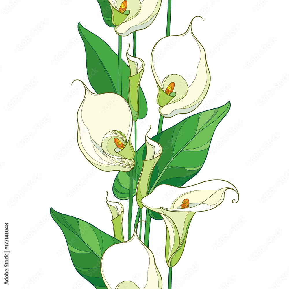 Vector seamless pattern with outline Calla lily flower or Zantedeschia ...
