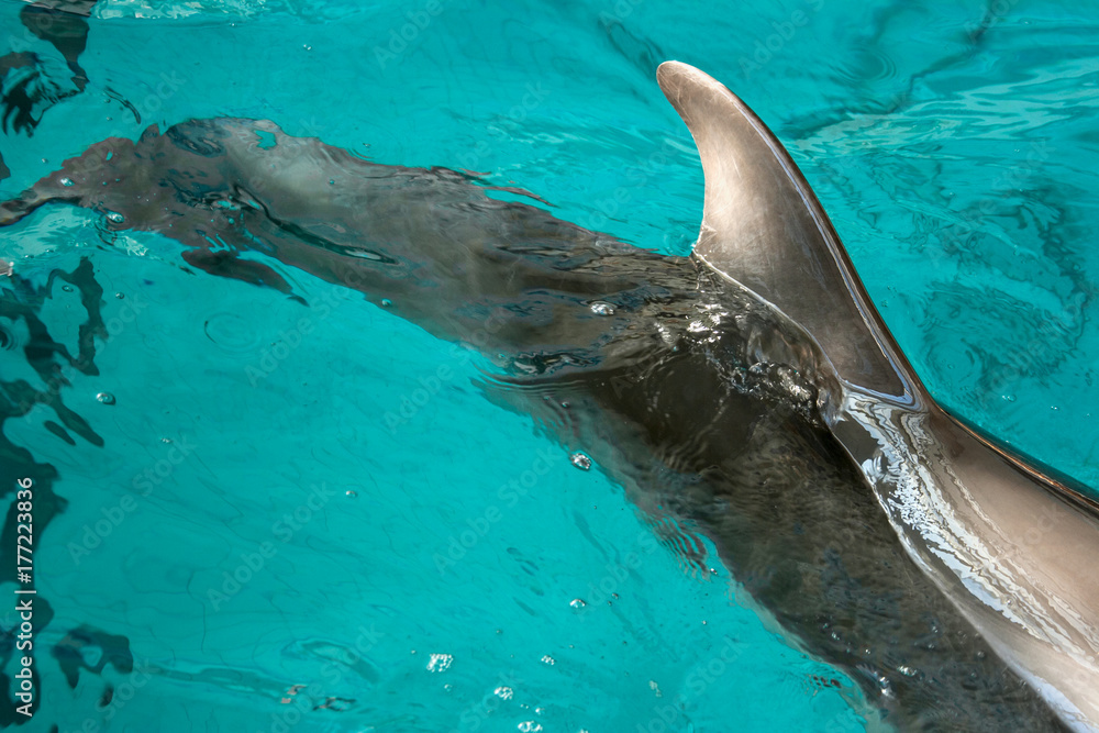 Dolphins in captivity Horizontally view from above. Dolphis swim in ...
