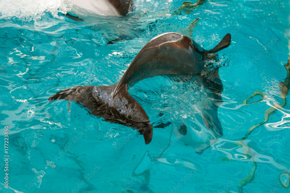 Dolphin in captivity Horizontally. Dolphin dived into the turquoise ...