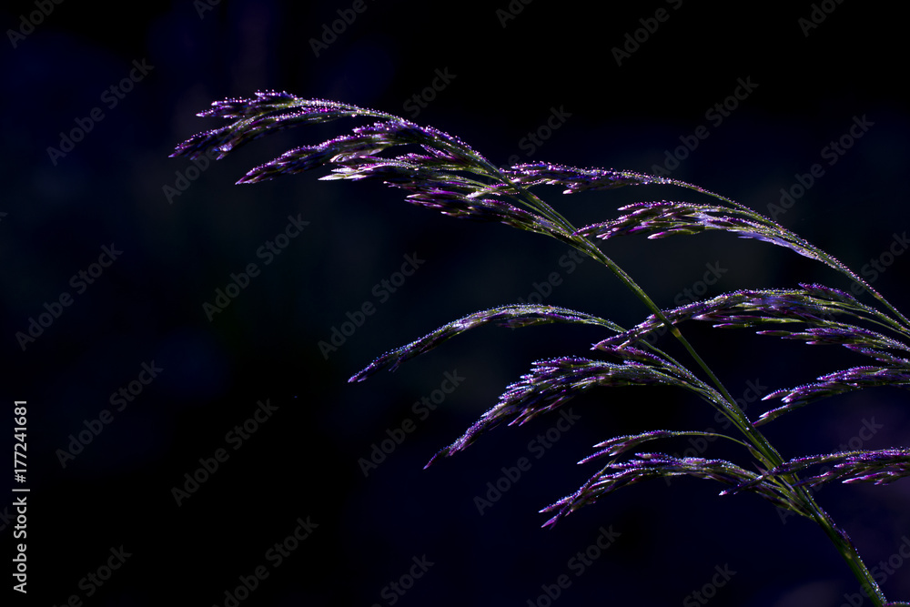 Night feather grass, needle grass or spear grass (stipa) in a diamond ...