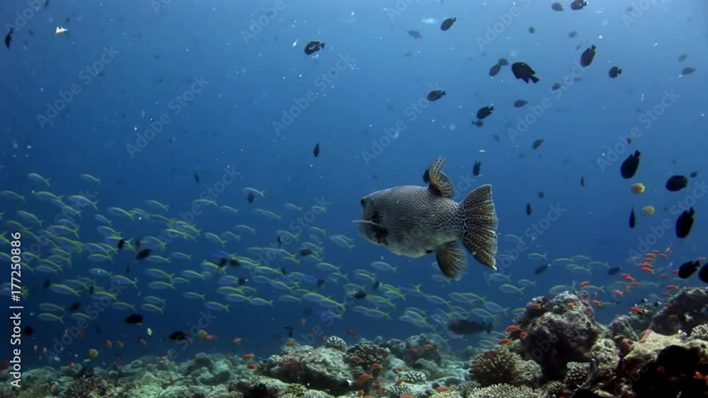 Giant pufferfish boxfish macro video closeup underwater seabed in ...