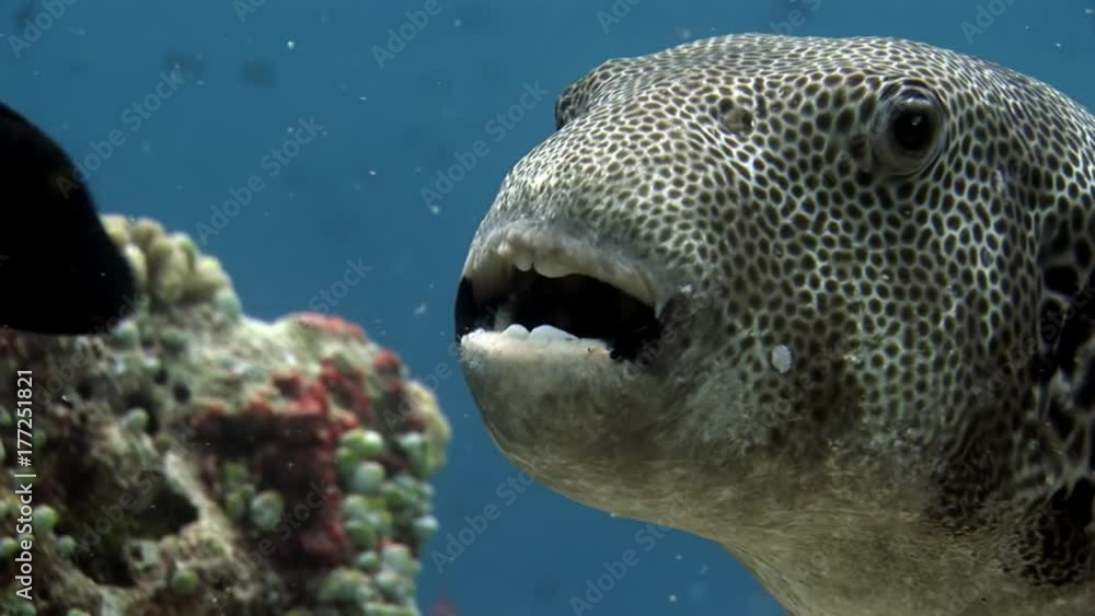 Giant pufferfish boxfish macro video closeup underwater seabed in ...