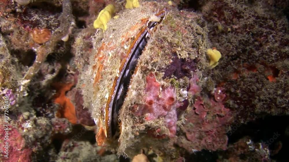 Vidéo Stock Oysters shell conch fish underwater on background of seabed ...