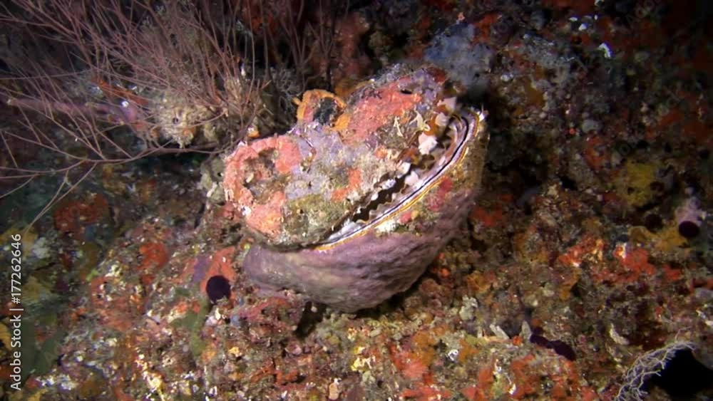Oysters shell conch fish underwater on background of seabed in Maldives ...