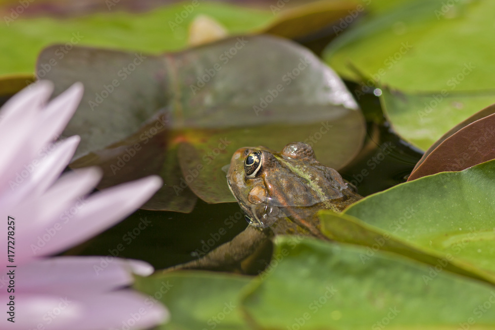 Grenouille rousse sous une feuille de nénuphar à côté de sa fleur rose ...