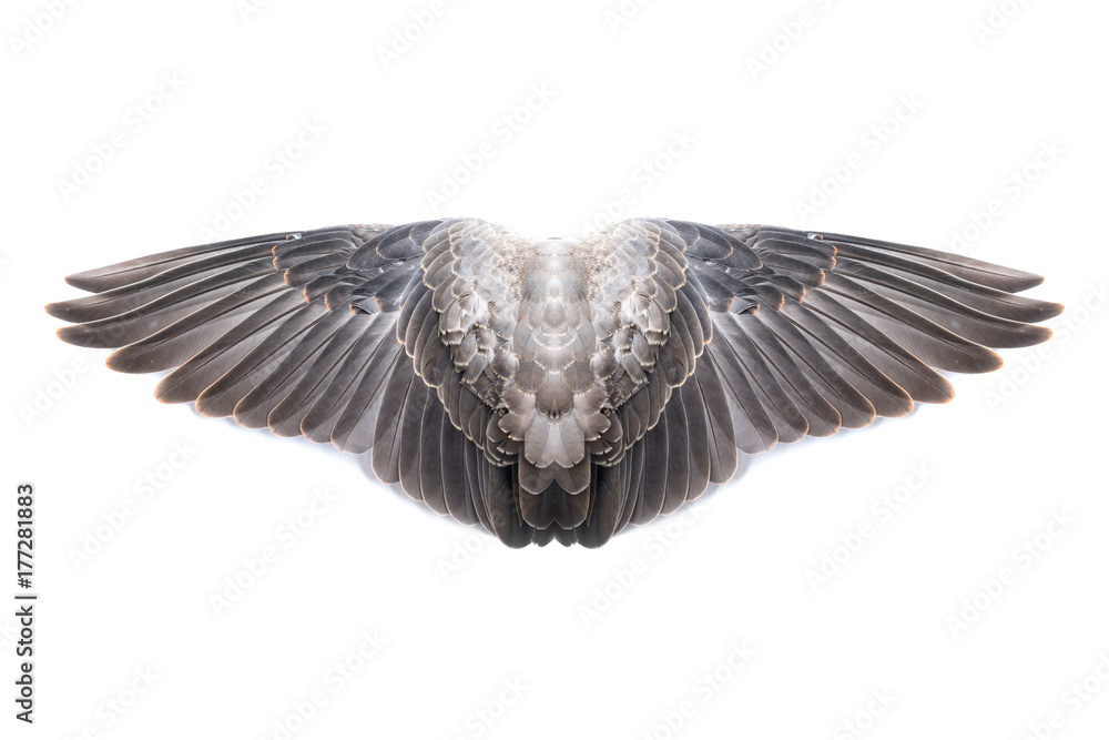 shading grey bird wing on white background - high resolution detail ...