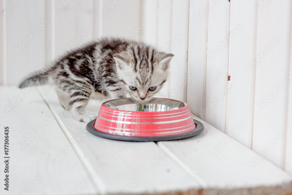 Beautiful grey kitten near the empty cat bowl. Stock Photo | Adobe Stock