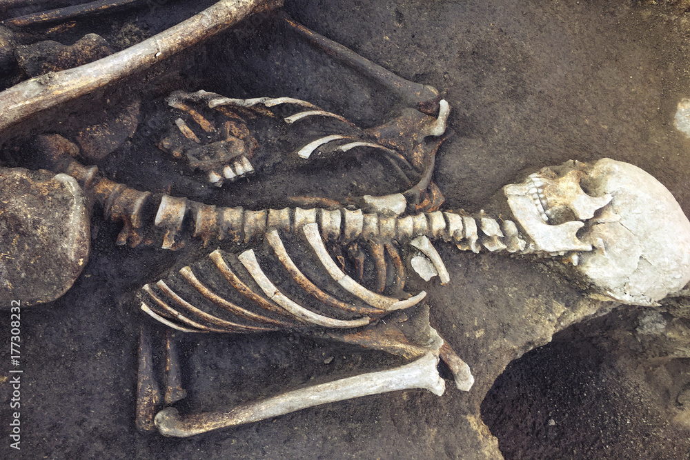 Archaeological excavations and finds (bones of a skeleton in a human ...
