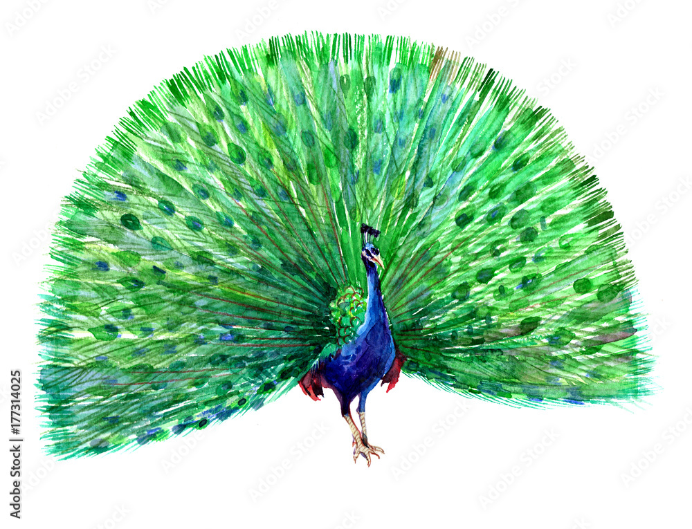 White And Blue Peacock Pictures