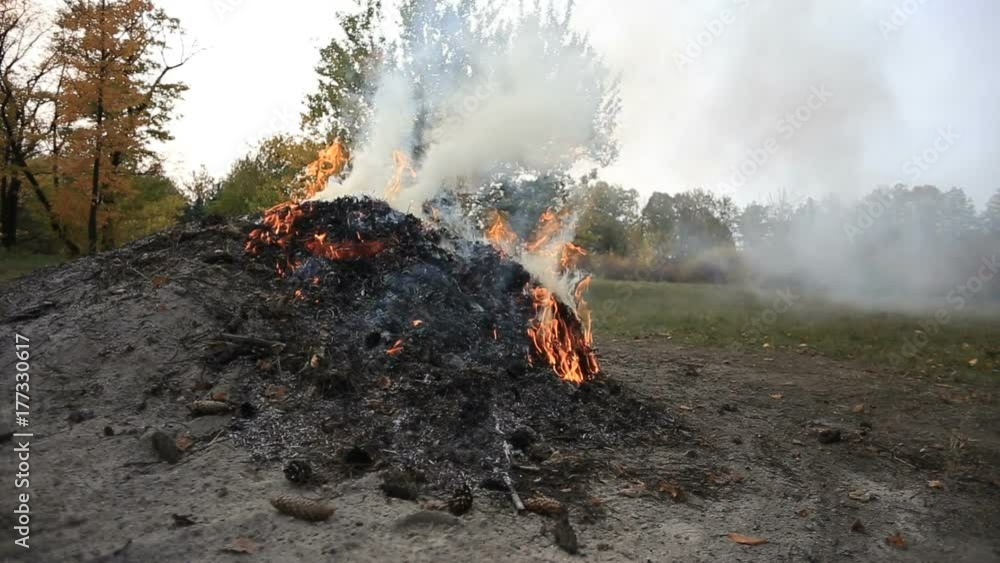 a bonfire in a clearing in the forest Stock Video | Adobe Stock