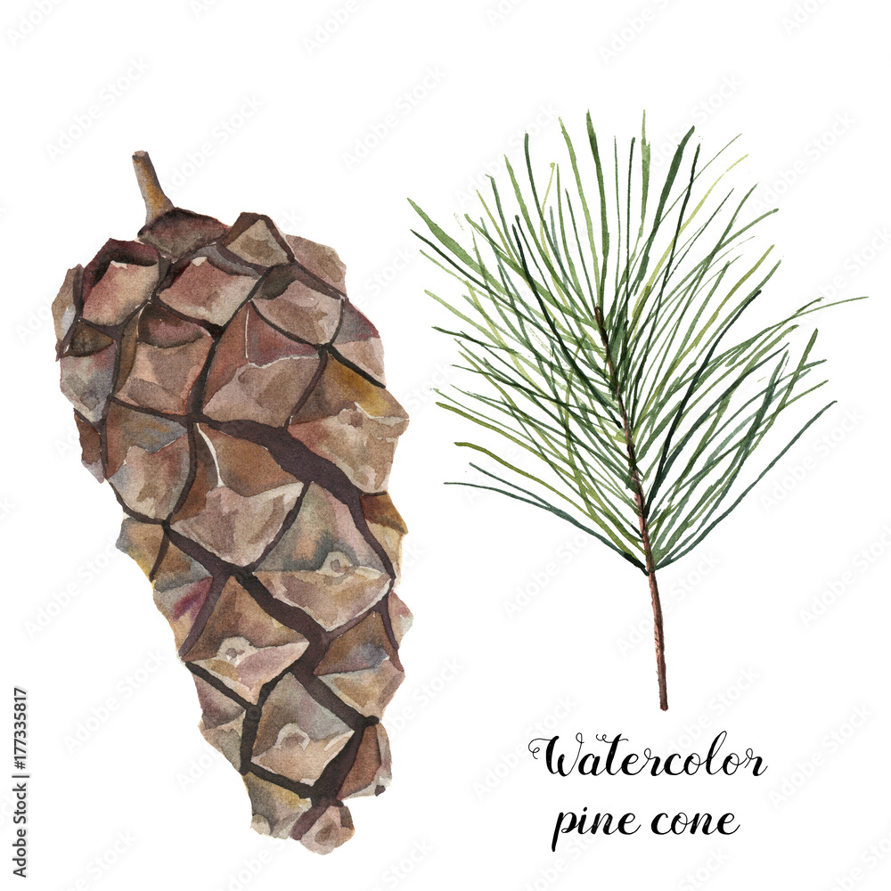 Watercolor pine cone set. Hand painted pine branch with cone isolated ...