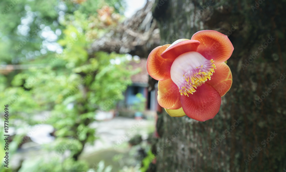 Blooming cannon ball tree, this flower's scientific name is couroupita ...