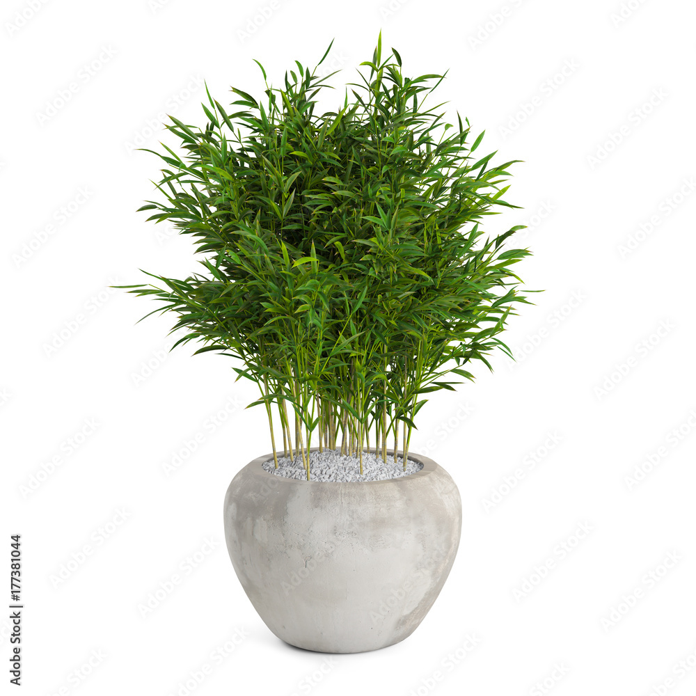 Decorative Bamboo Muriel tree isolated on white background. 3D ...