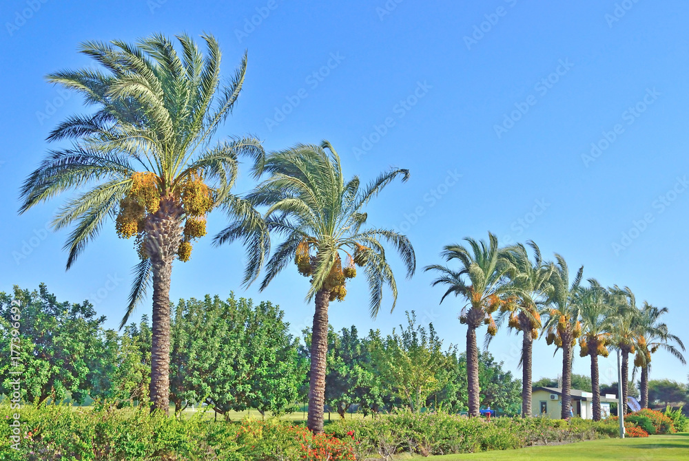 palm trees in the landscape design of public space Stock Photo | Adobe ...