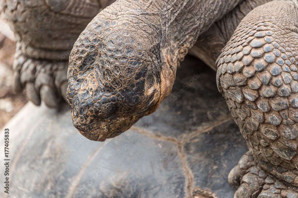 Giant Tortoise, (Geochelone nigra), the largest living species of ...