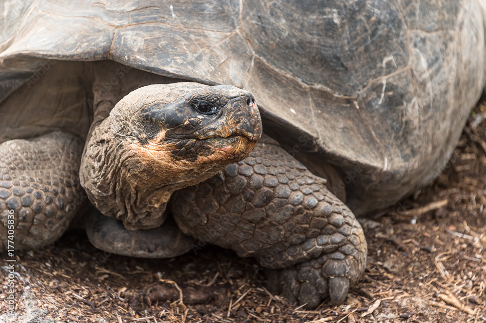 Giant Tortoise, (Geochelone nigra), the largest living species of ...