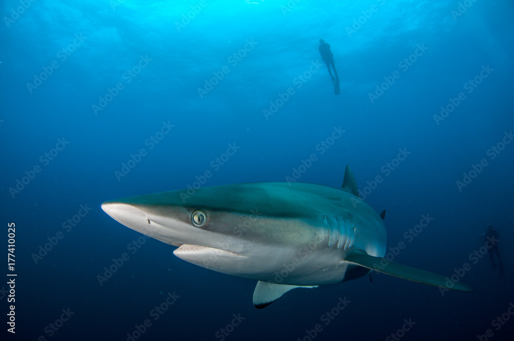 Silky Shark swimming with deep blue ocean background Stock Photo ...