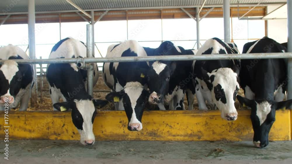 Cows feeding process on modern farm. Close up cow feeding on milk farm ...