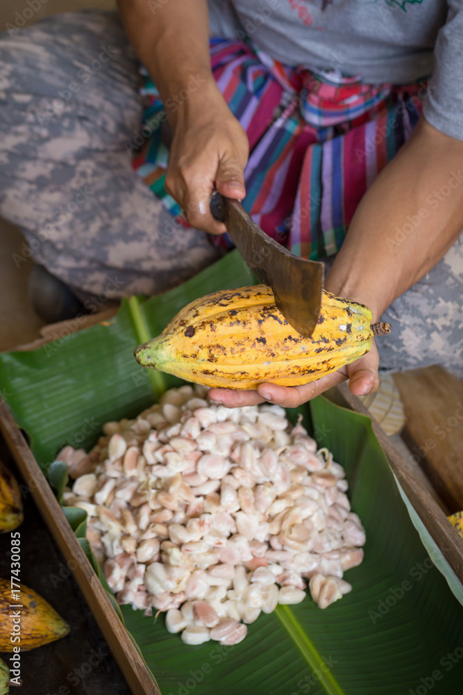 Inside Cocoa Pods