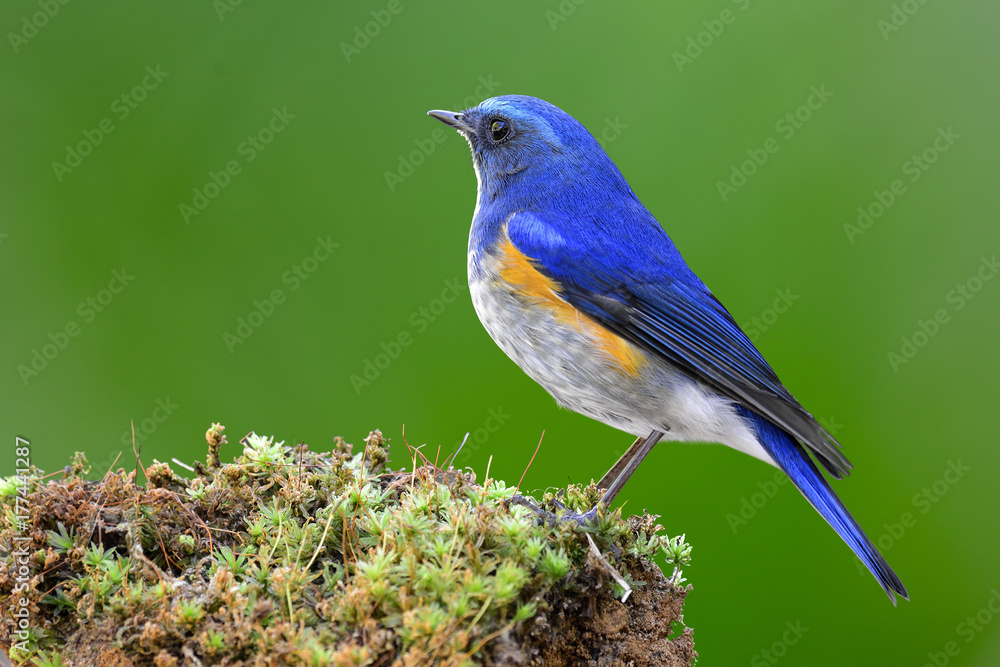Himalayan bluetail or orange-flanked bush-robin (Tarsiger rufilatus ...