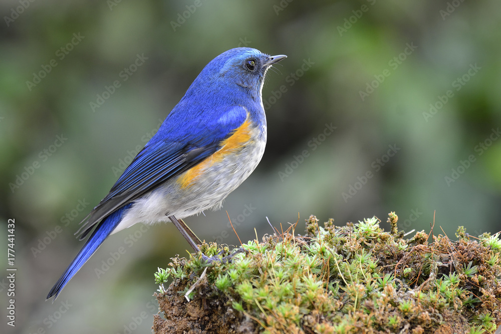 Himalayan bluetail or orange-flanked bush-robin (Tarsiger rufilatus ...