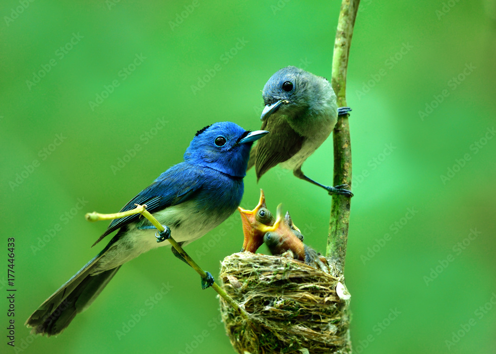 Parents of Black-naped monarch flycatcher (Hypothymis azurea) beautiful ...