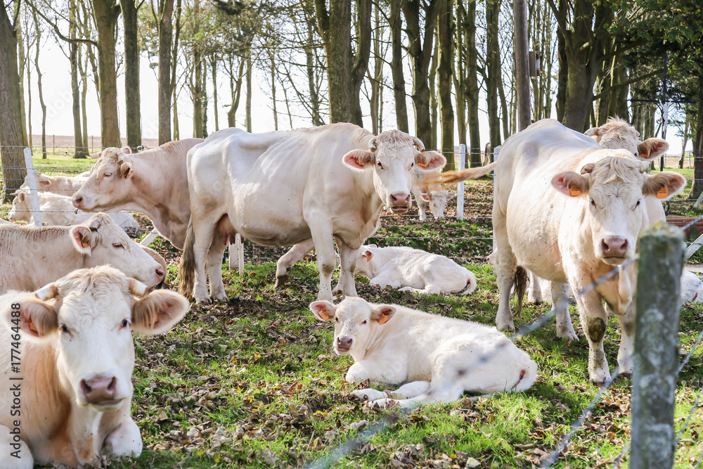 rinder foto de Stock | Adobe Stock