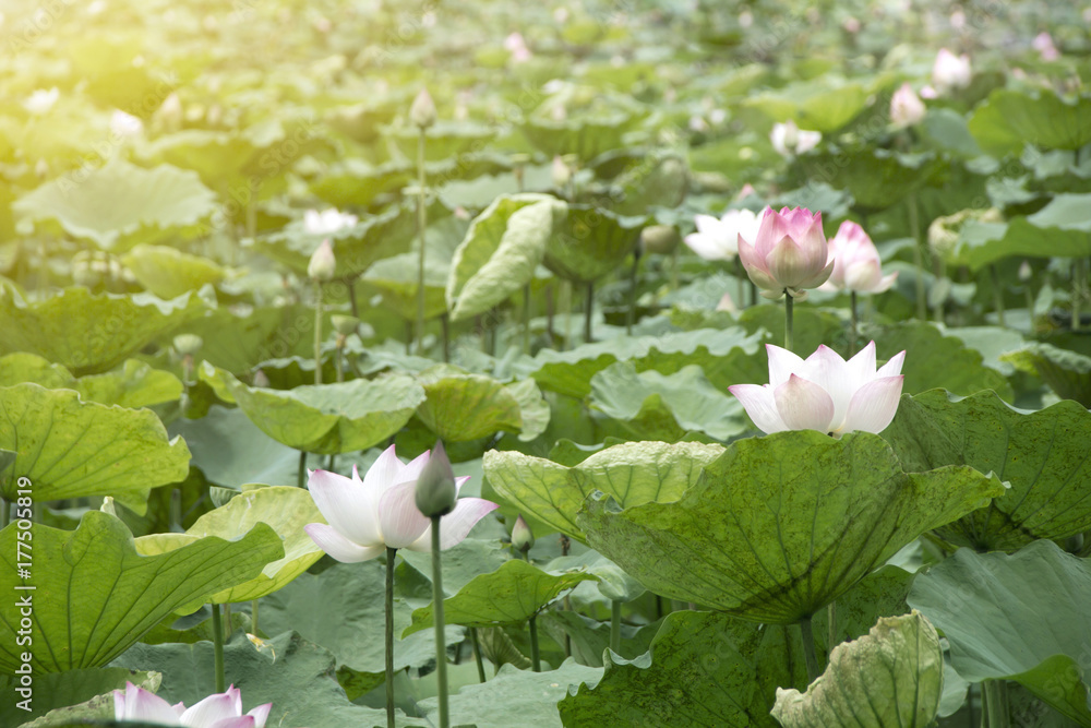 Background Beautiful Lotus flower field with long stem being hit wind ...