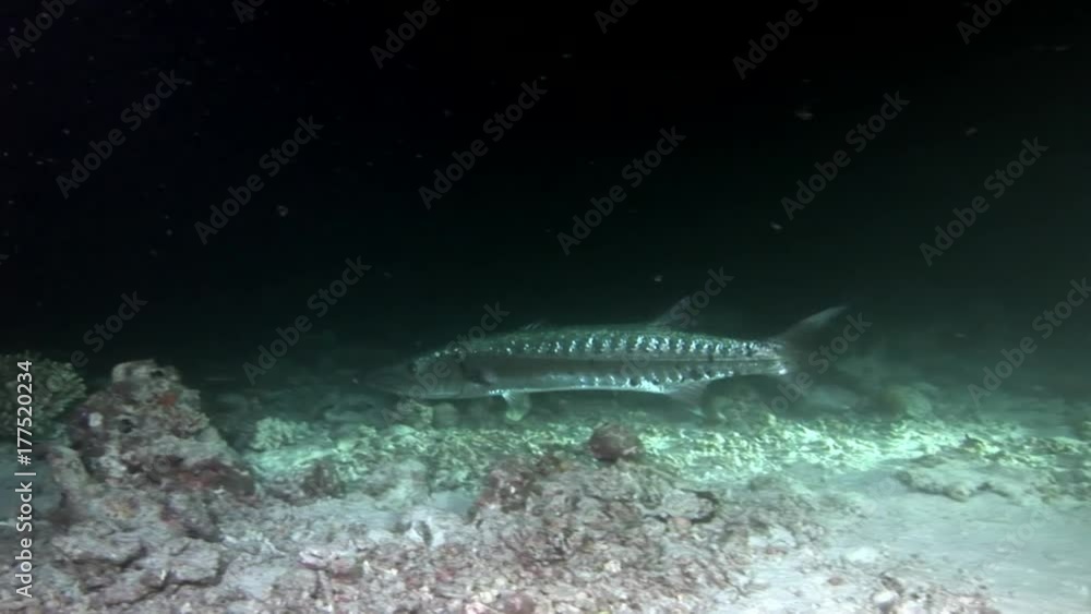 Barracuda ling sea pike fish underwater on background of seabed in ...