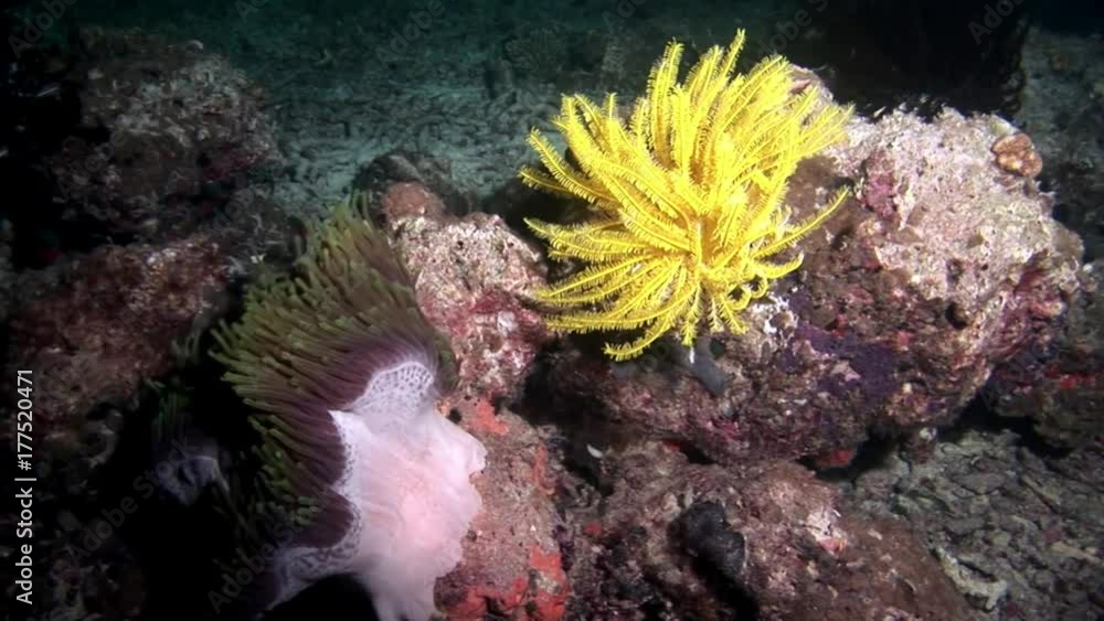Eellow sea lily Crinoidea class of echinoderms underwater on seabed in ...