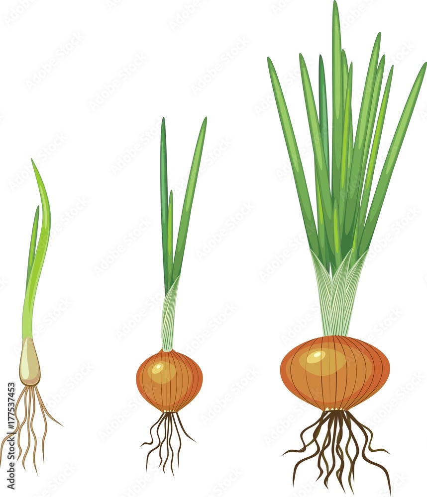 Onion growth stages Stock Vector | Adobe Stock