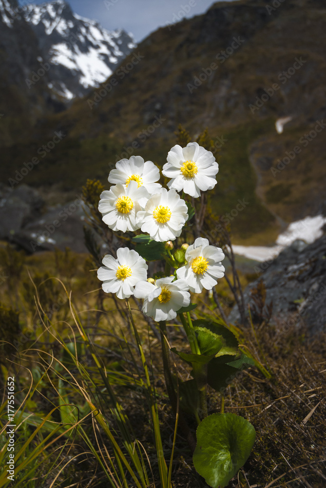 Mount Cook Lily. A portrait imgae of the Mount Cook Lily, Ranunculus ...