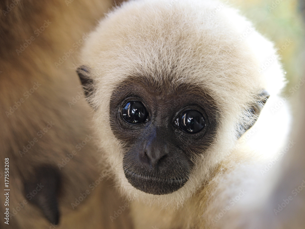 Baby Gibbon